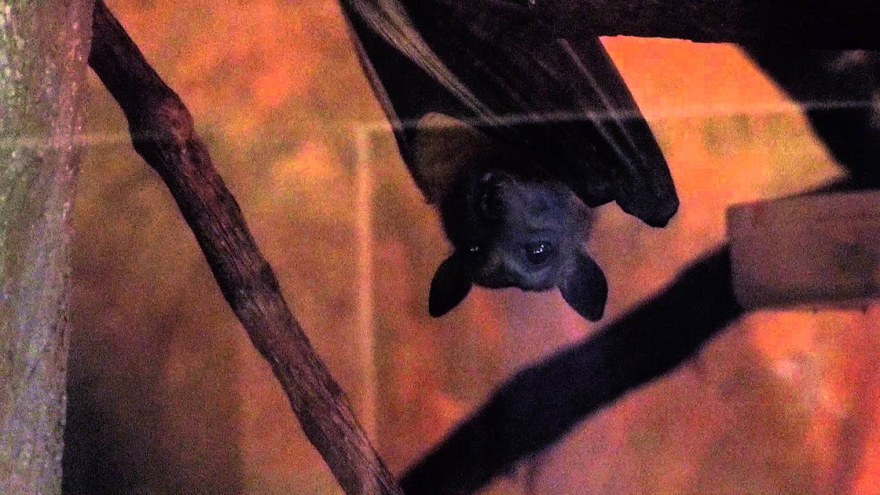 twitchy-eared bat - YouTube
