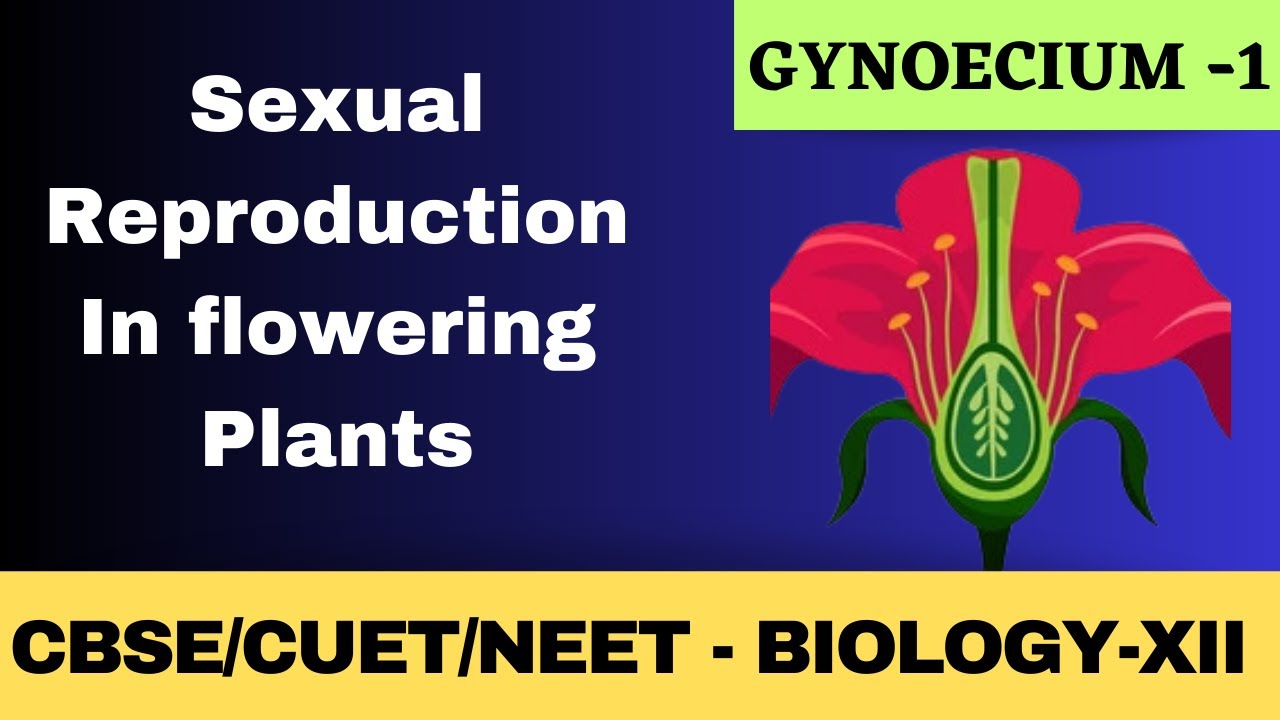 Sexual reproduction in flowering plants | Gynoecium - 1 | CBSE/NEET ...