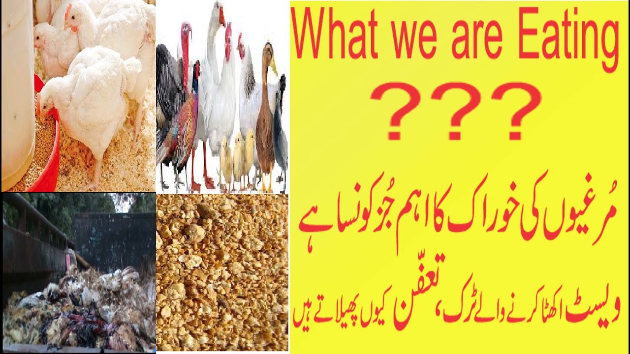 waste/wastage/poultry/poultry waste/poultry feed ingredients/poultry ...