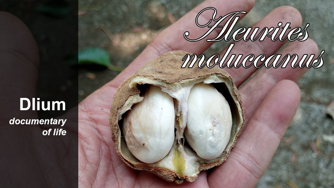 Candlenut (Aleurites moluccanus) - part 2 - YouTube