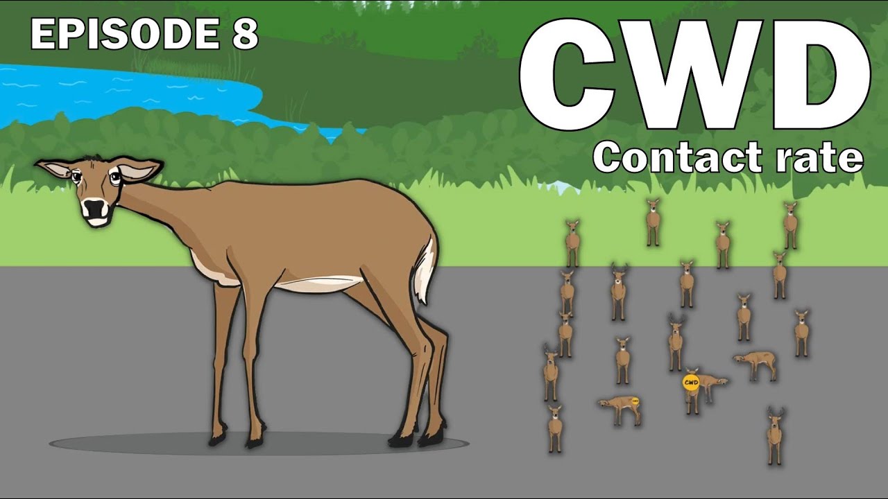 CWD Series Episode 8 - How does contact rate affect disease spread ...