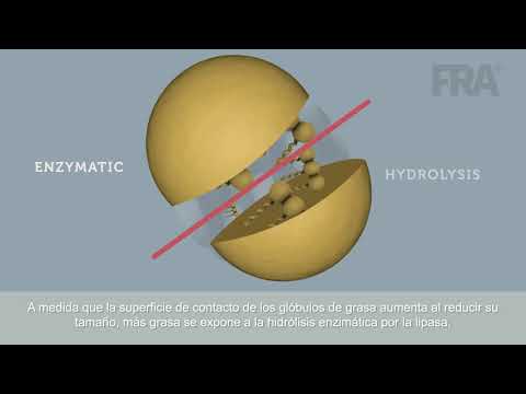 Optimizing fat digestion & nutrient absorption with FRA LeciMax ...