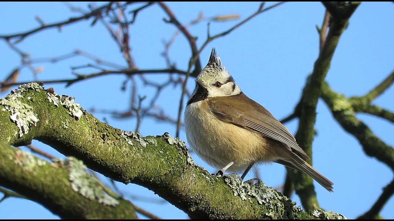 European Crested Tit - Lophophanes cristatus - Kuifmees / Liereman ...