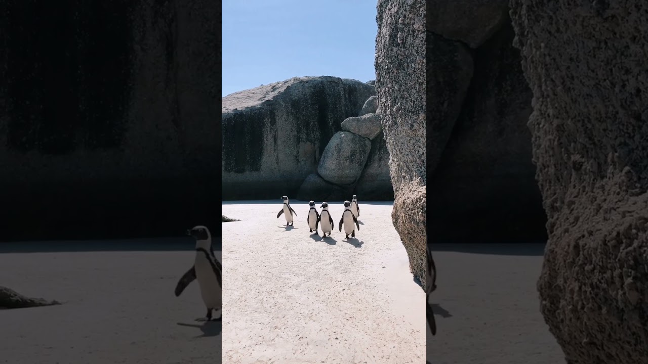Badass Penguin Gang/Reservoir Penguins#shorts#baddie#wildlife#penguins# ...