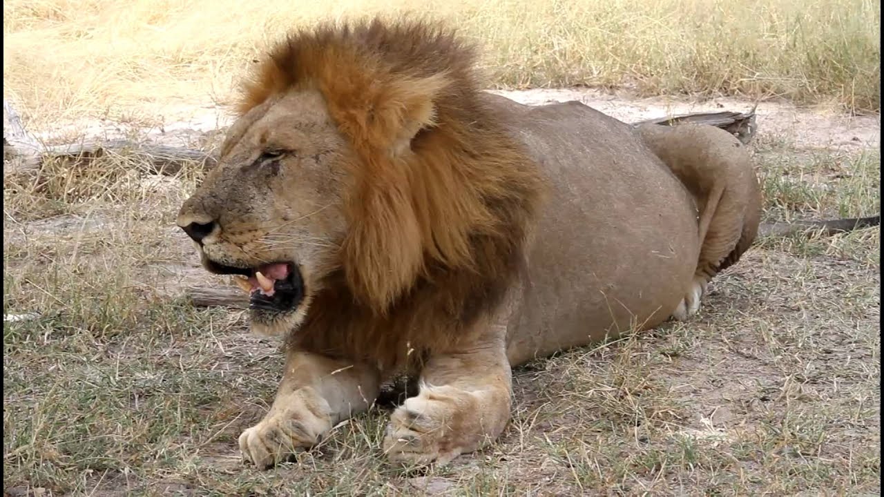 Lion with full stomach - YouTube