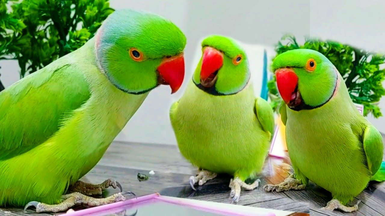 Mithu Mithu Amazing🥀Sounds Indian Ringneck Non Stop🍃Talking Bird ️🌷 ...