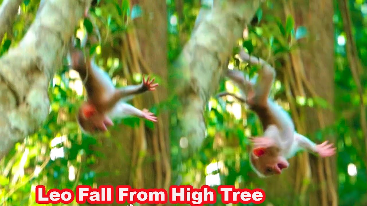 Breaking NEWS! Today tiny Leo fall from high tree 20 metter high when ...