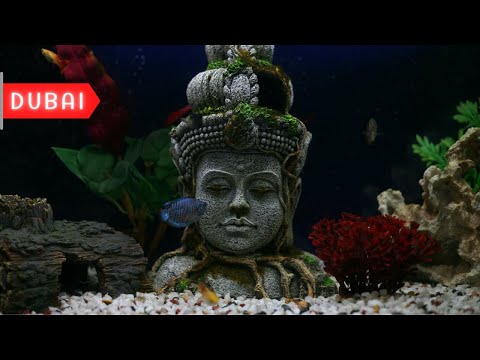 Biggest DUBAI Aquarium🌊 Meditation Music | Dubai Atlantis Waterpark Underwater  Zoo 🐟 | Relaxation.