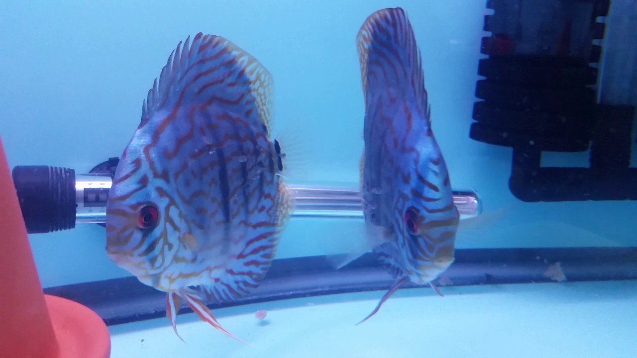 Turquoise discus confirmed pair - YouTube
