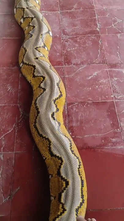 Python in house. #reticulatedpython #snake - YouTube