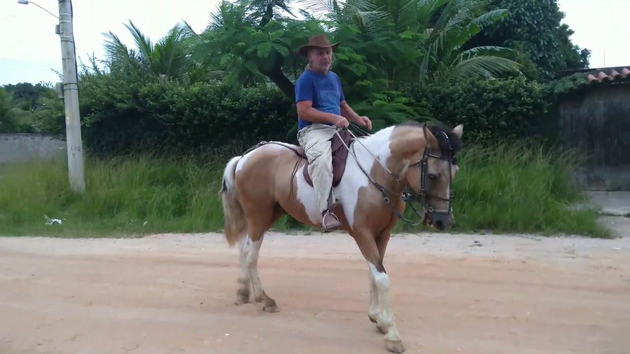 CAVALO MANGALARGA MARCHADOR PAMPA / MARCHA PICADA , BOM DE REDIA - YouTube