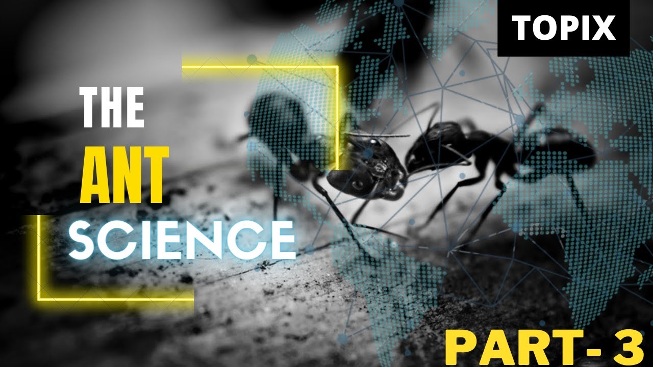 The ant science | Speciality of weaver ants | Biology behind ants life ...