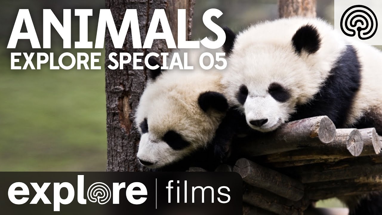 Animals | Explore Special 05 - YouTube
