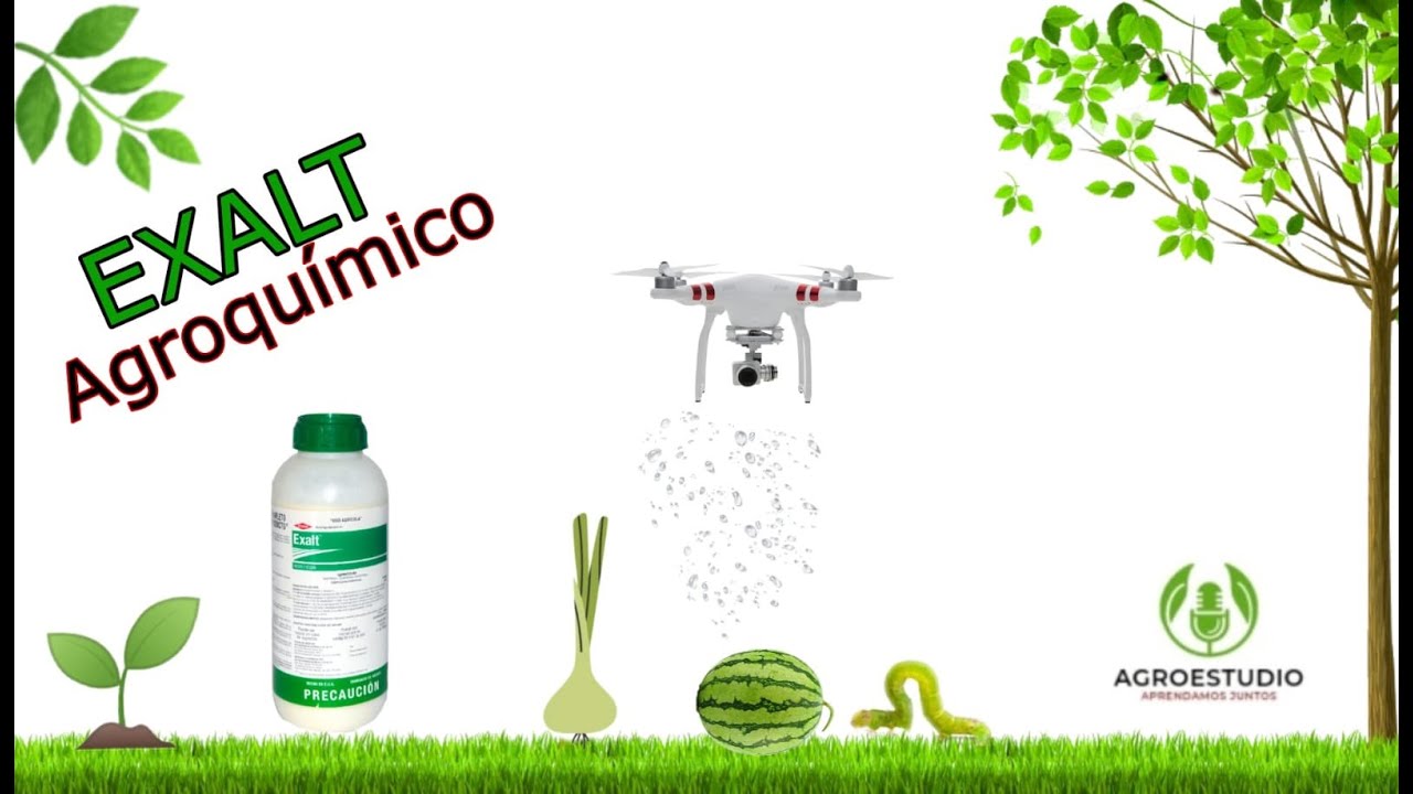 EXALT, FICHA TECNICA ANIMADA - YouTube