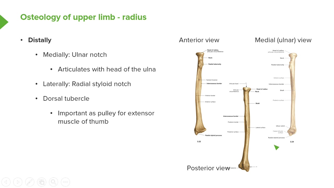 Radius – Bones and Surface Anatomy of Upper Limb - YouTube