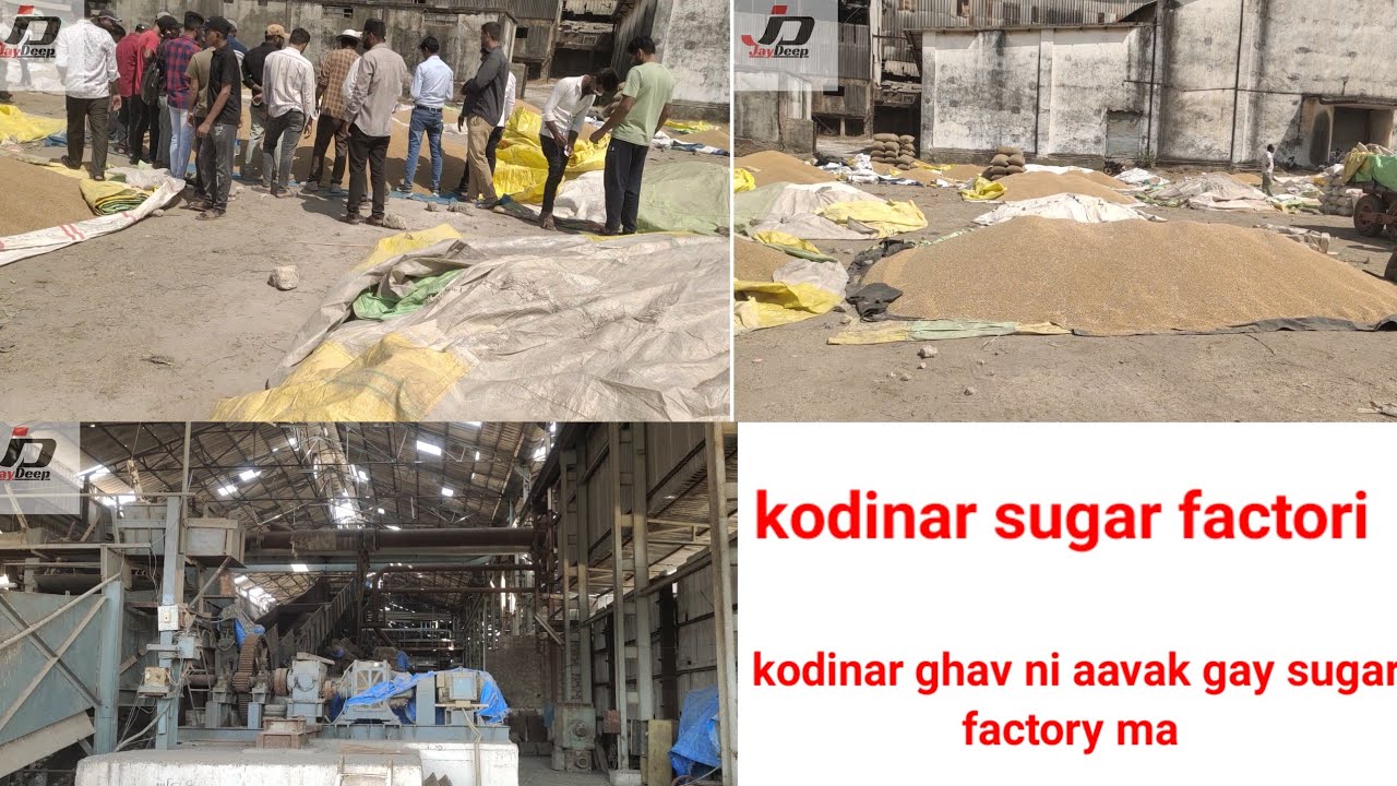 Kodinar Marketing Yard ghav ni haraji and Sugar Factory kodinar કોડીનાર ...