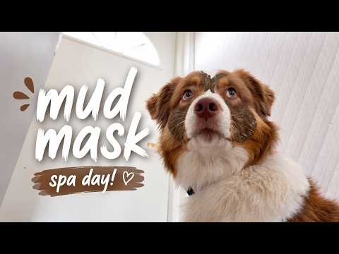 MUD BATH - Topi the Corgi