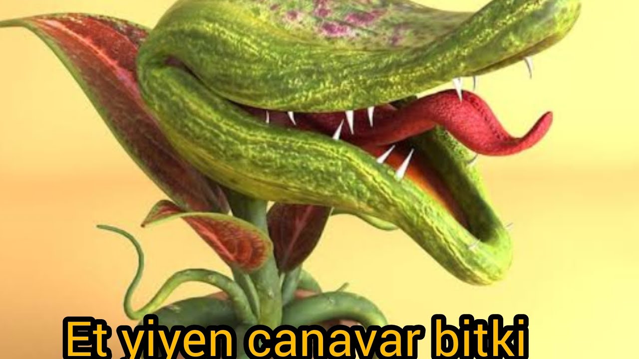 Etobur bitki venüs flytrap - YouTube