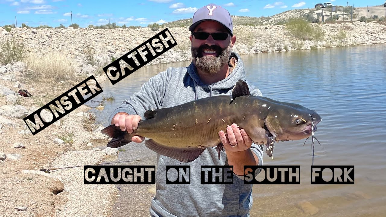 My dad caught a monster 20 pound catfish from shore - YouTube
