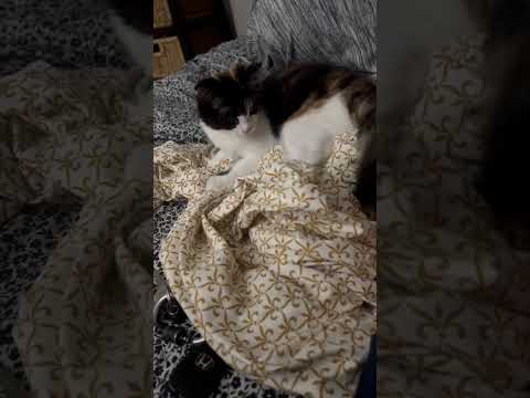 Too much swag in that wag with a bit of catatude - YouTube