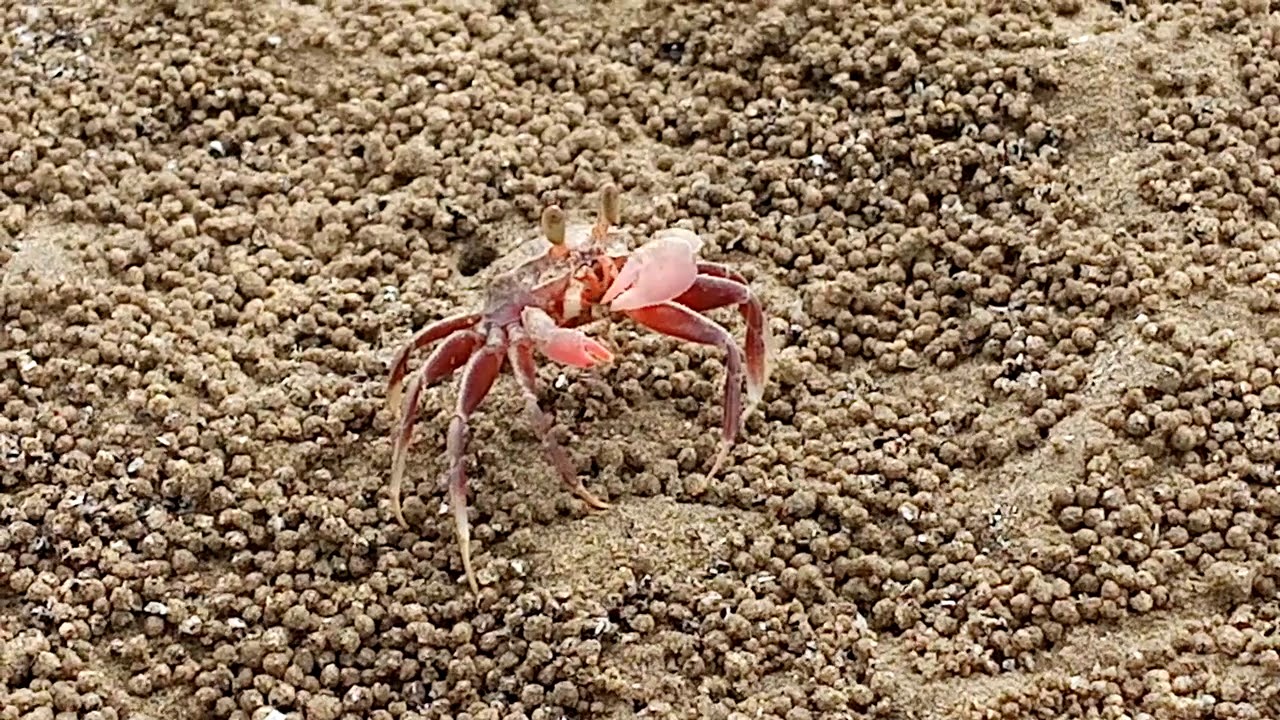 Penampakan ketam merah yang pelik di tepi pantai - YouTube