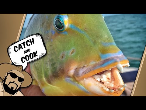 Eating Attractive Fish (Catch and Cook) - YouTube
