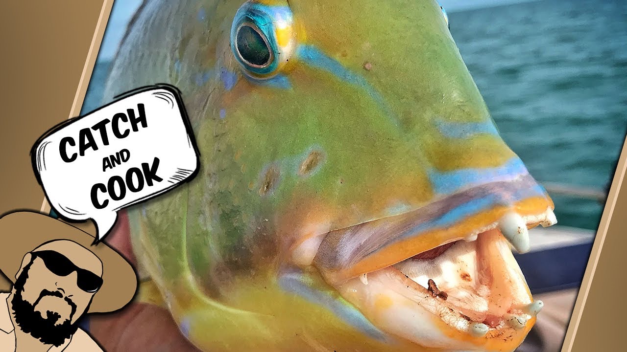 Eating Attractive Fish (Catch and Cook) - YouTube