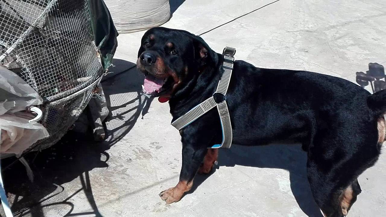 Rottweiler aleman - YouTube