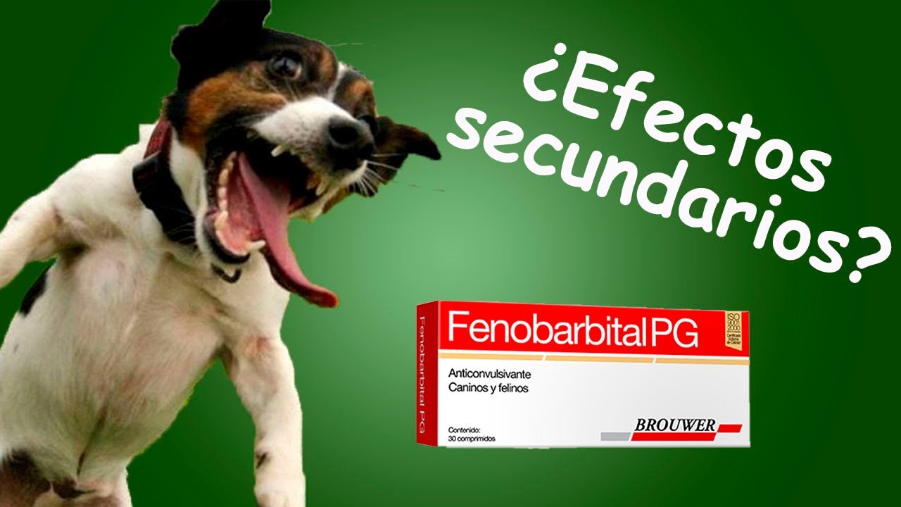 FENOBARBITAL Brouwer Antiepiléptico para PERROS y GATOS - YouTube