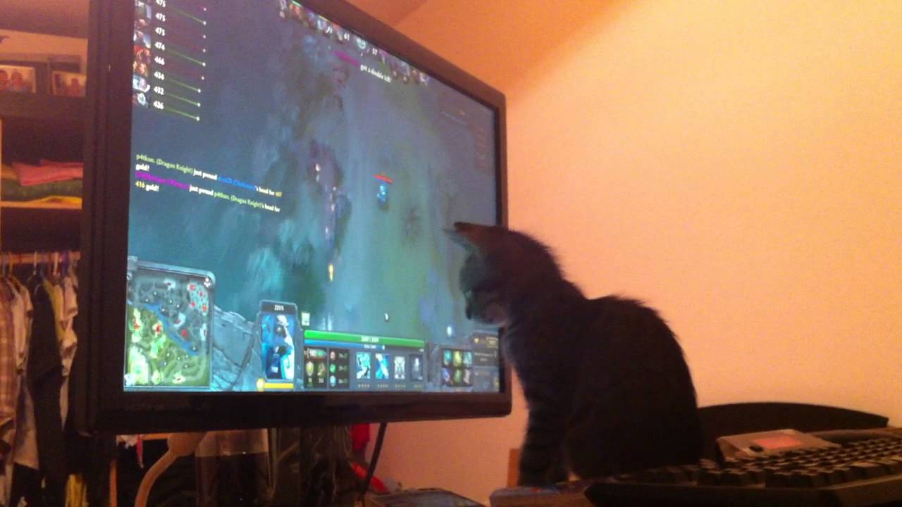 Cat playing Dota 2 - YouTube