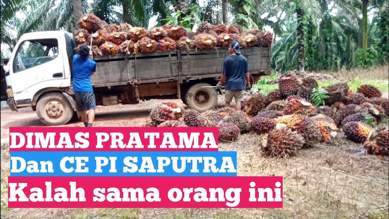 Loading buah sawit besar - malaysia - YouTube