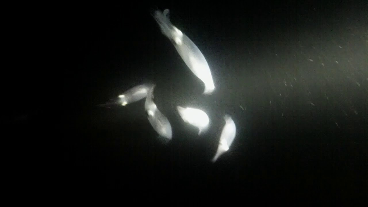 Swimming at midnight, with squid - YouTube