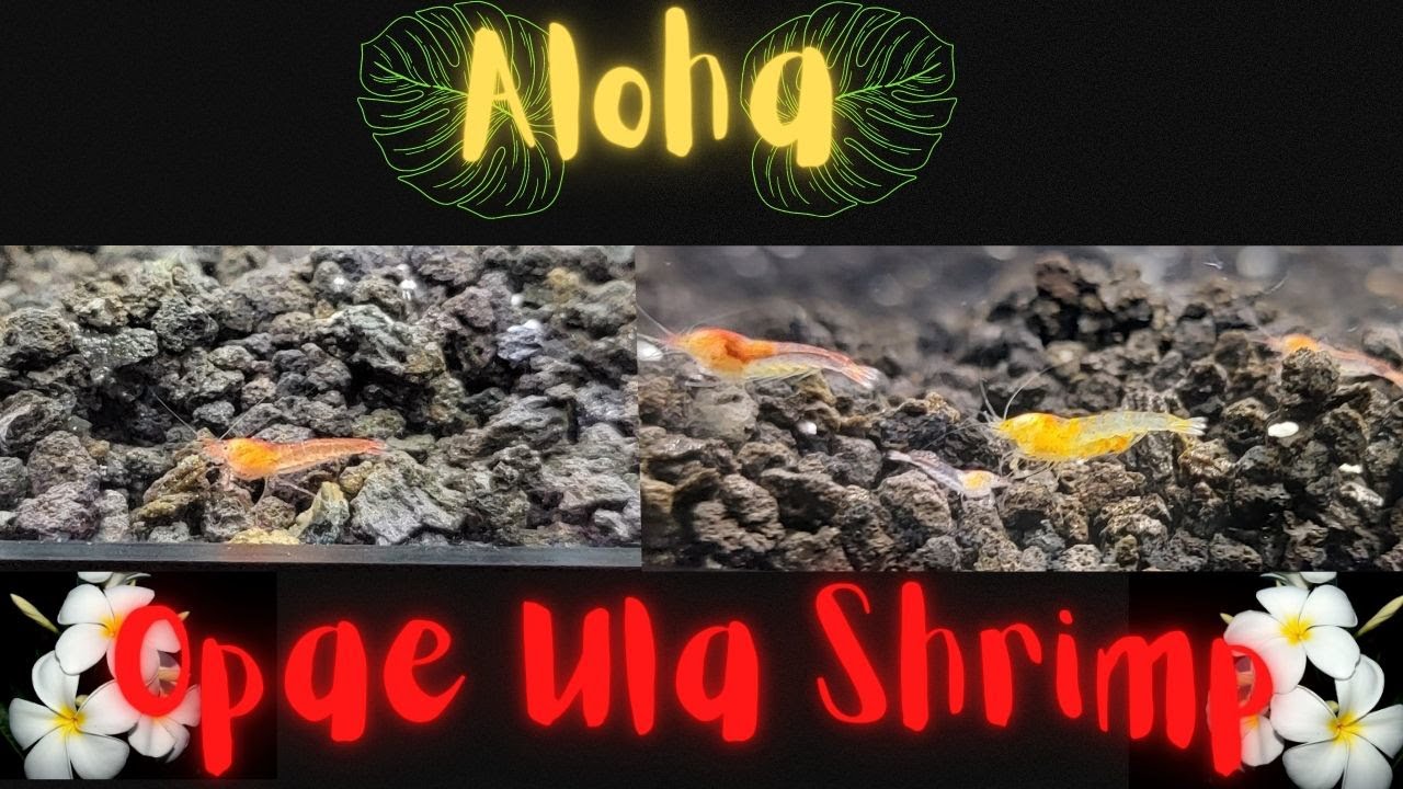 Shrimp Simple Set Up(Opae Ula) - YouTube