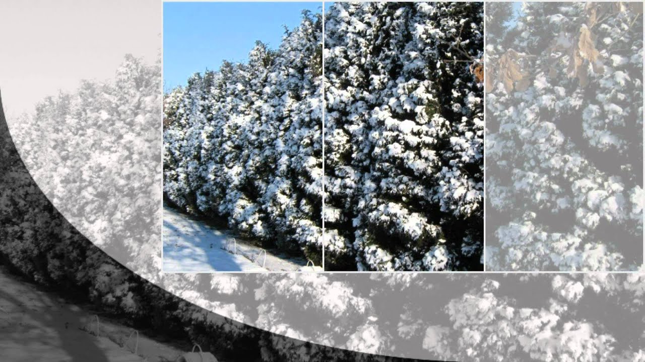 Wim Ravell- Winter - YouTube