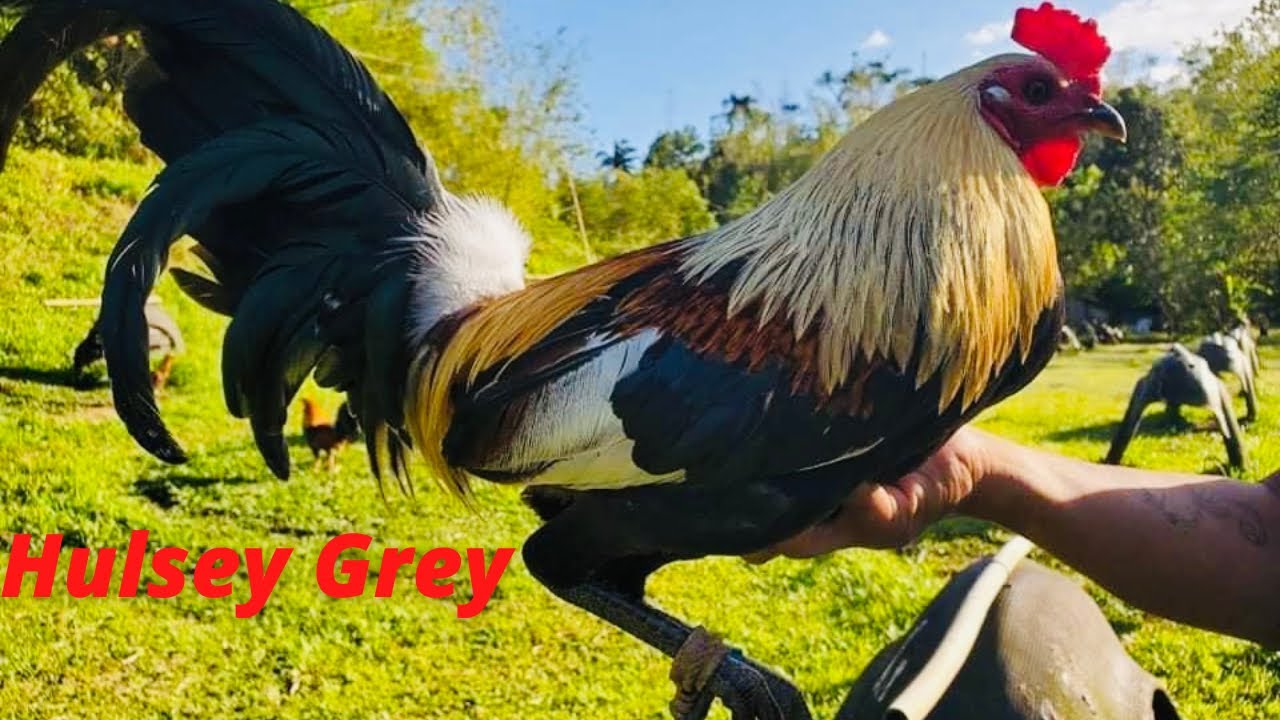 Hatch grey bloodline special from p&m cedon gamefarm - YouTube