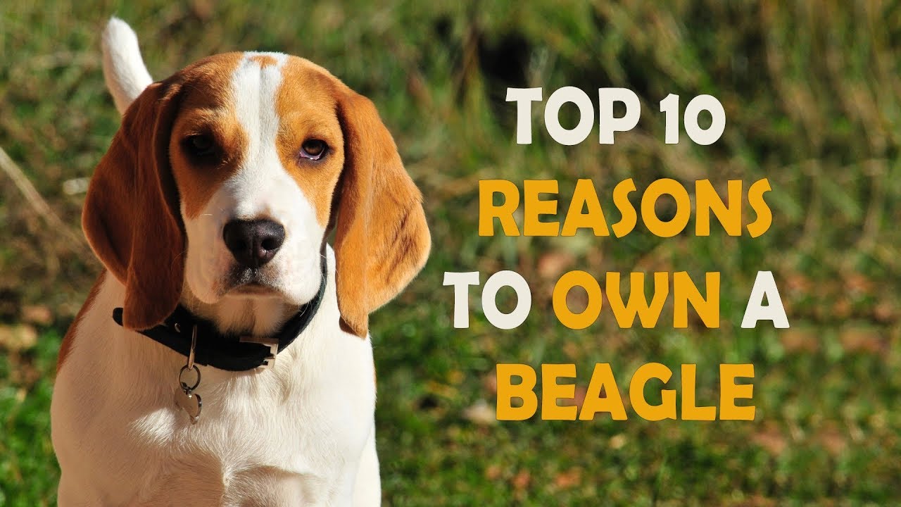 Top 10 Reasons to OWN A BEAGLE - YouTube