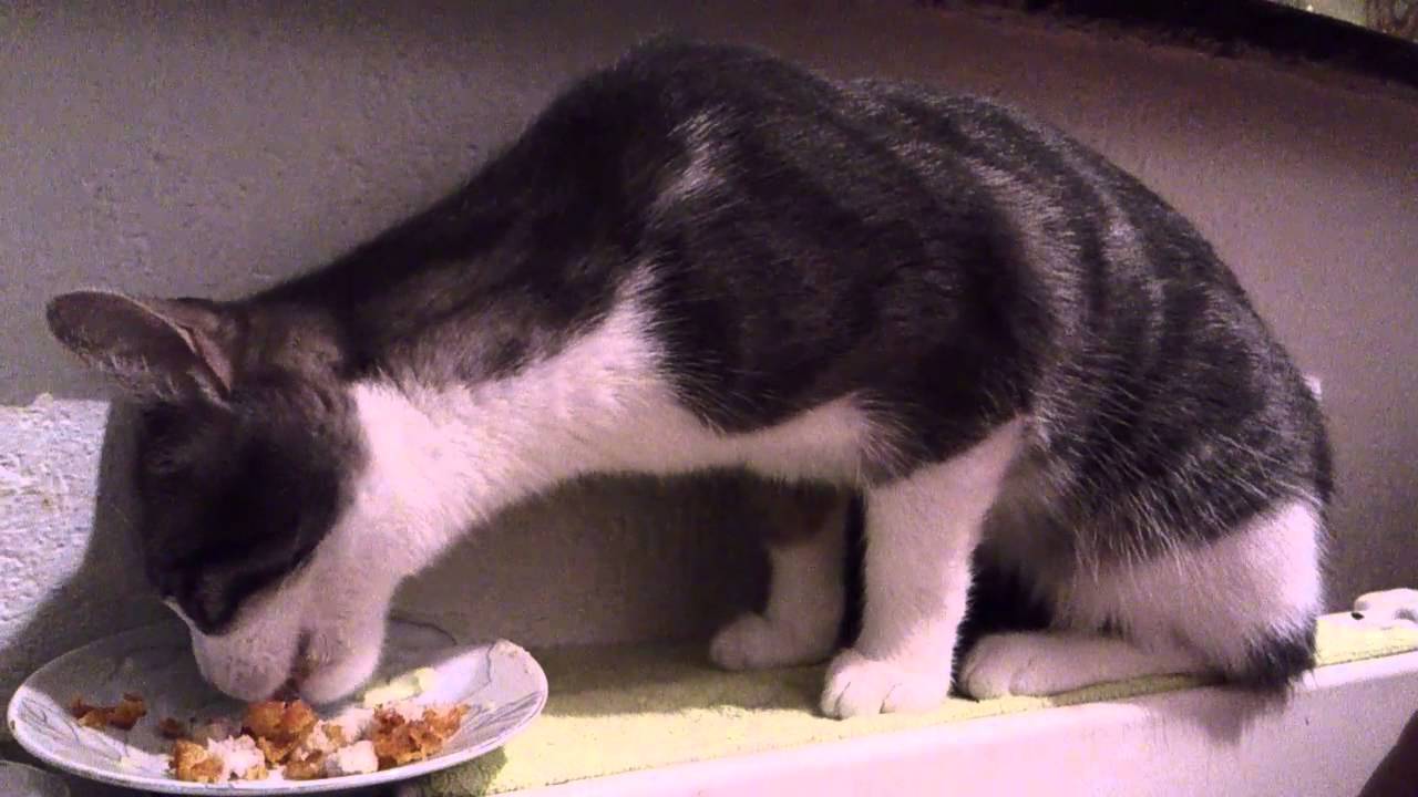 LINA - fish & potato - YouTube