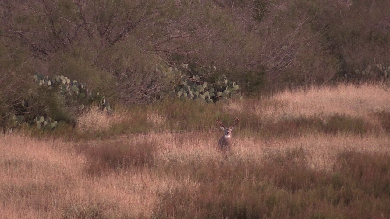 Mexico Buck - No Brows - YouTube