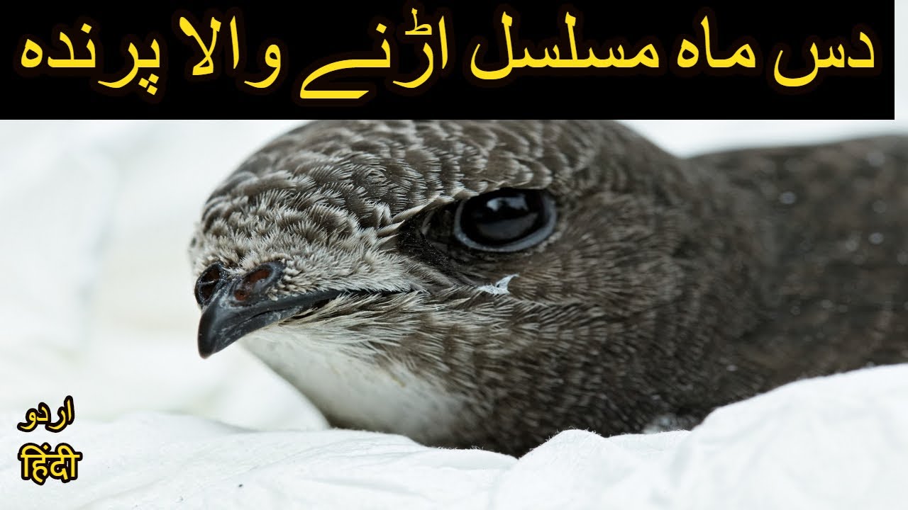 Common Swift Power Naps And Eating On The Wing Urdu Hindi YouTube common-swift-power-naps-and-eating-on-the-wing-urdu-hindi-youtube