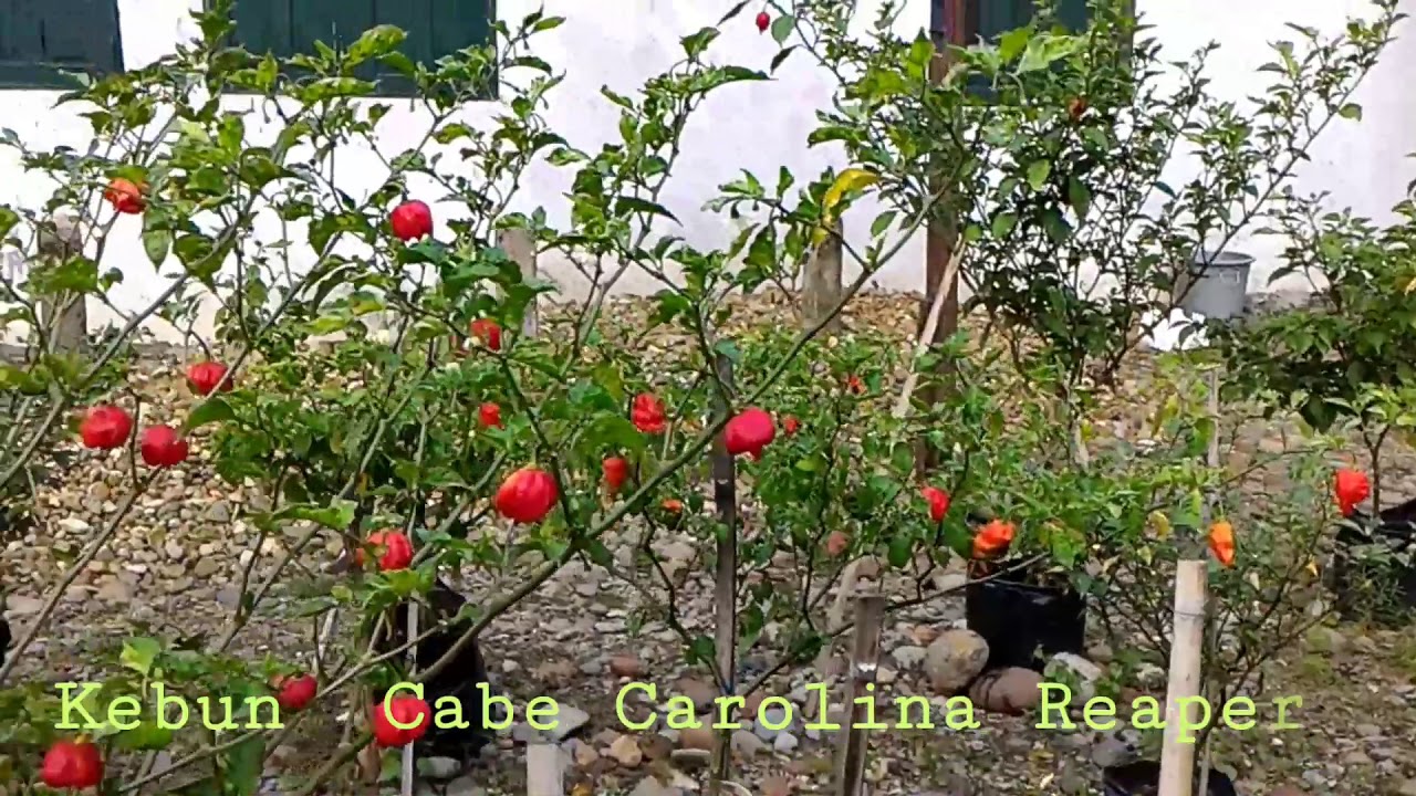 Kebun cabe carolina reaper - YouTube