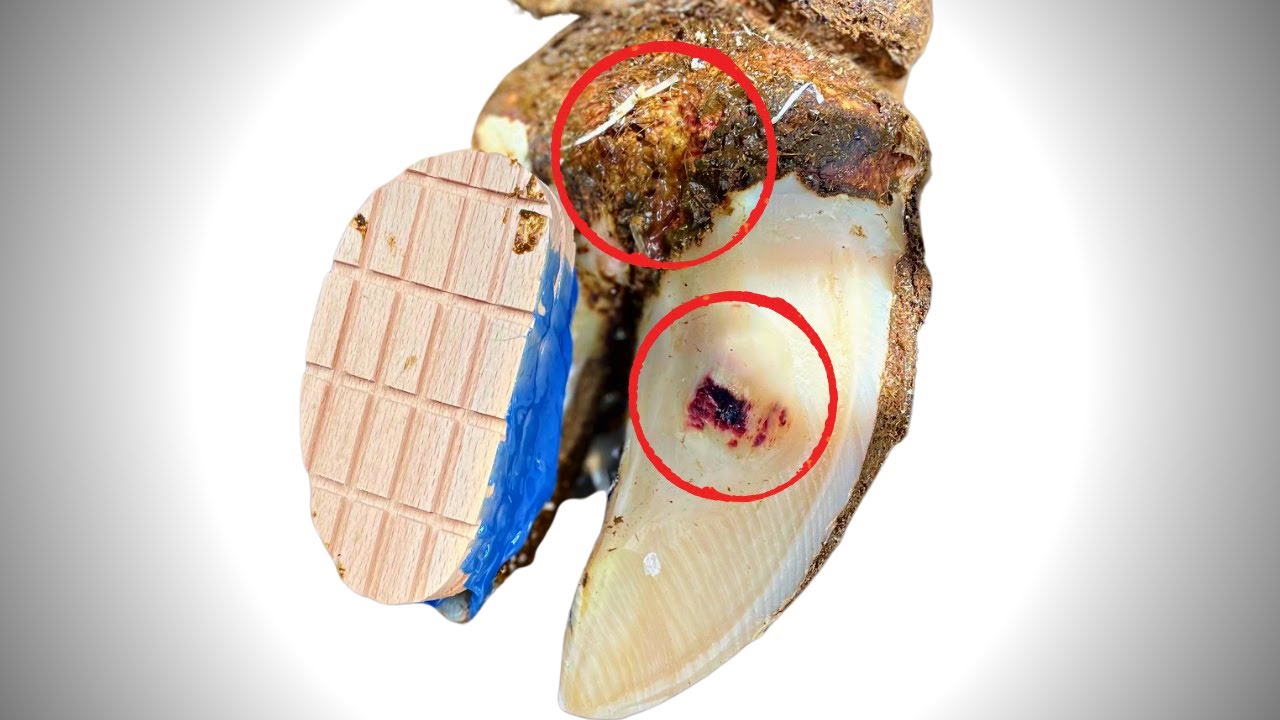 THE start OF A SOLE ULCER in THIS COWS HOOF.. - YouTube