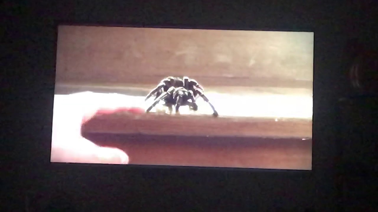 Home alone funny movie spider on his face On Marv - YouTube