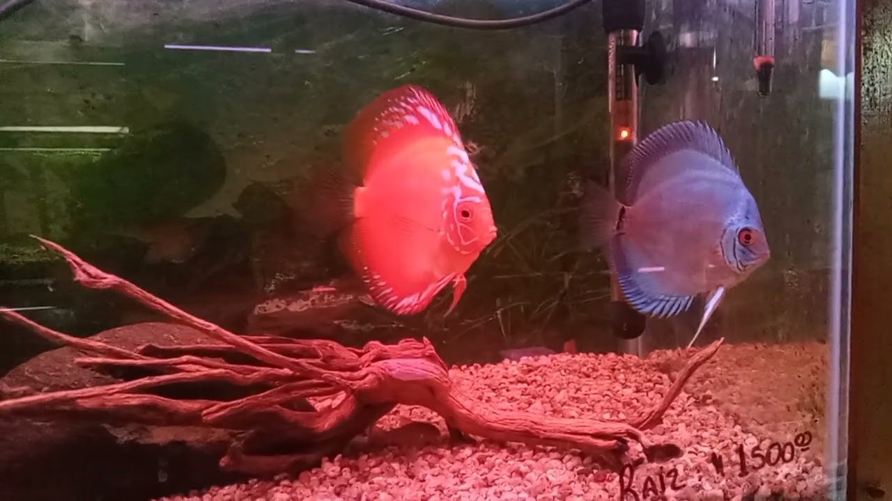 Acuario Aguas Vivas – El Acuario de Adrian Garay!