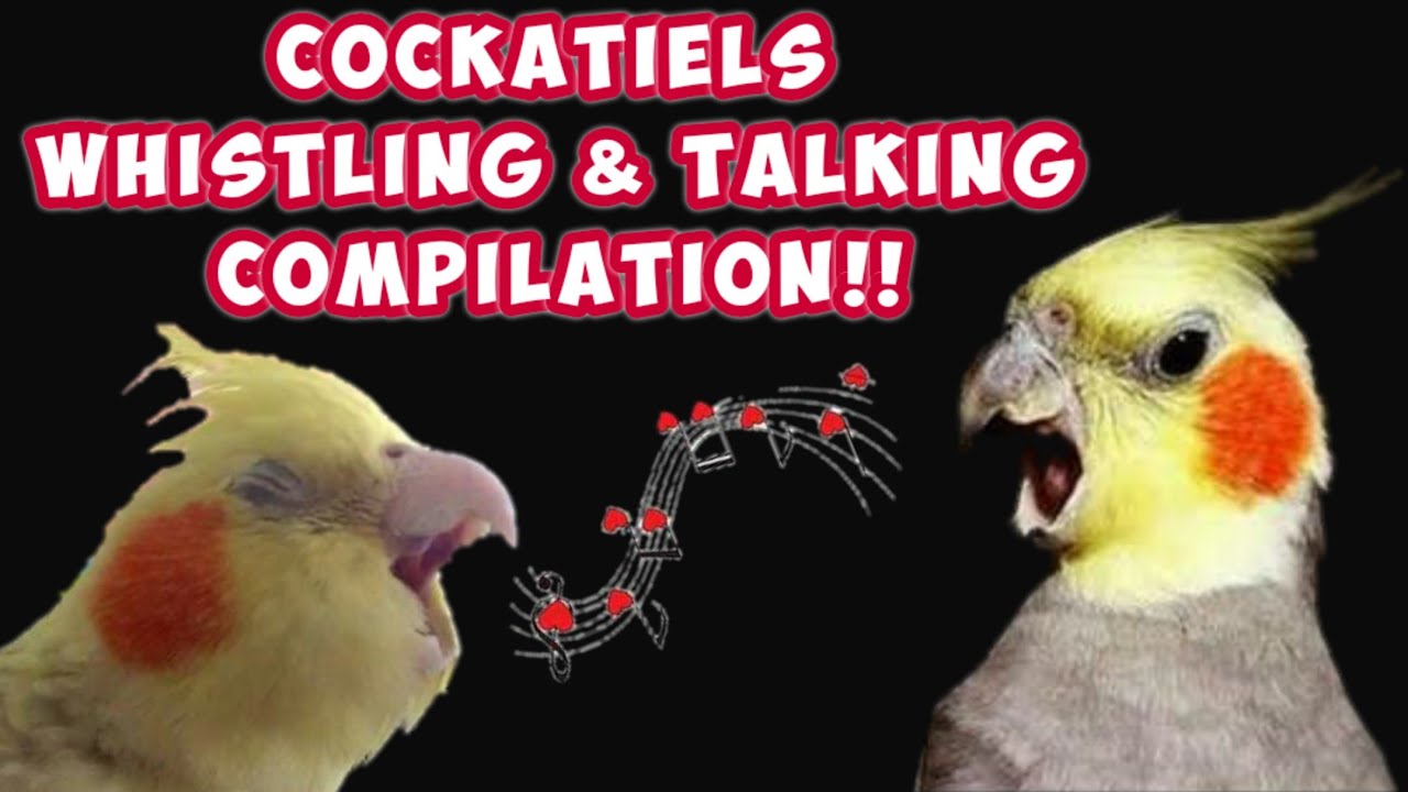 Cockatiel Whistling, Talking & Singing Compilation | Shabu's Vlog - YouTube
