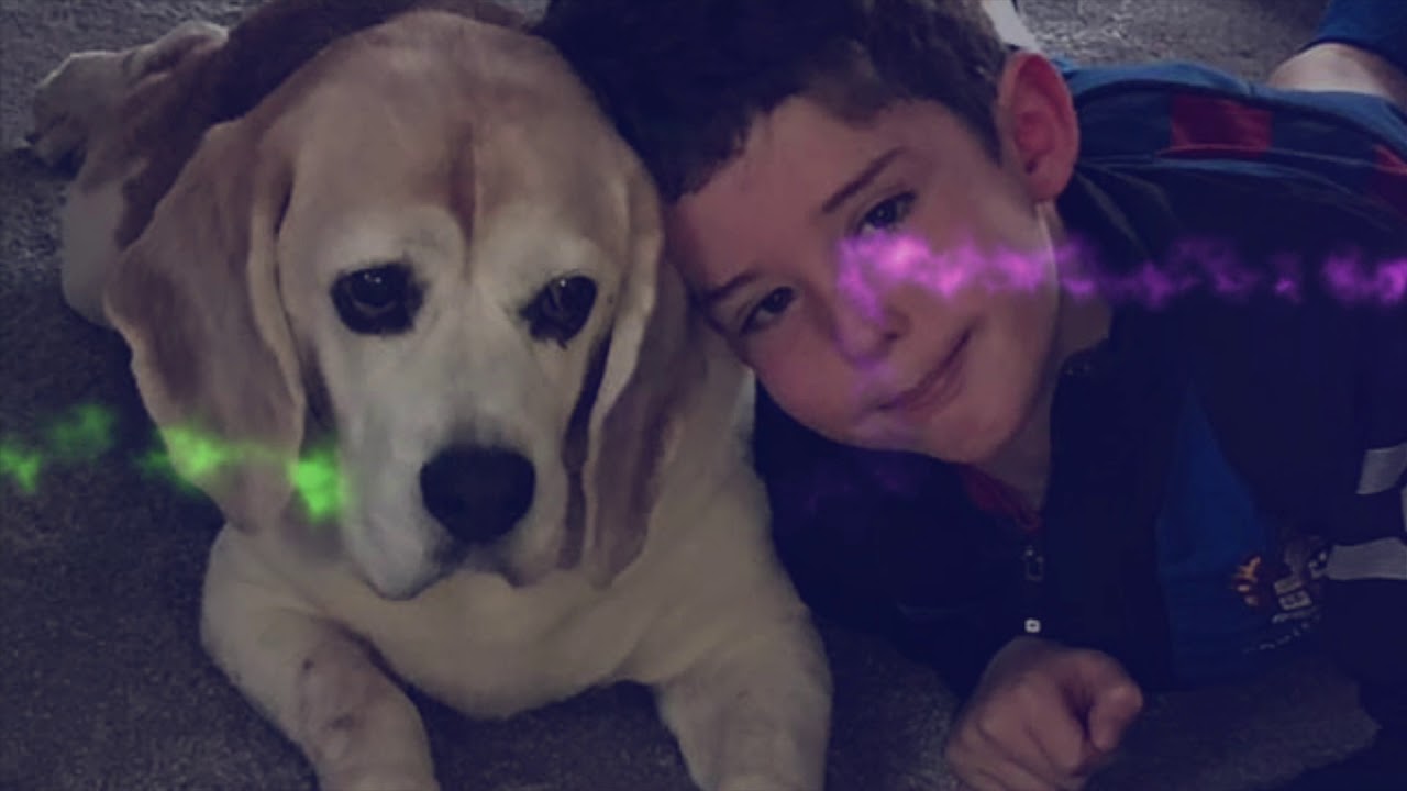 RIP JASPER KENNY FAMILY DOG SATURDAY 8th JUNE 2019 12:00AM Midnight ...