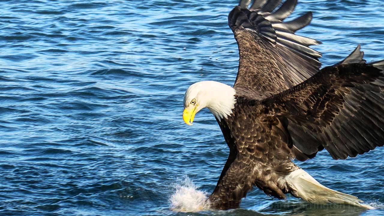 Eagle Video - YouTube