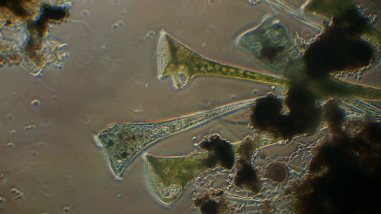 Two Species of Stentor Feeding - YouTube