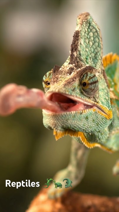 Reptile Encounters #zoo #oliverandlucas #reptiles #reptileshow #shorts ...