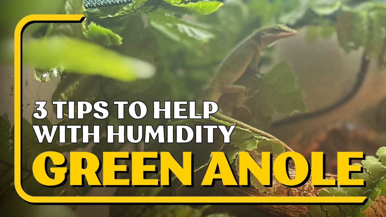3 Tips To Help Maintain Humidity - Green Anole Set-up - YouTube