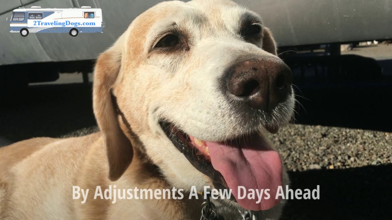 Making The Time Change Easier On Your Dog - YouTube